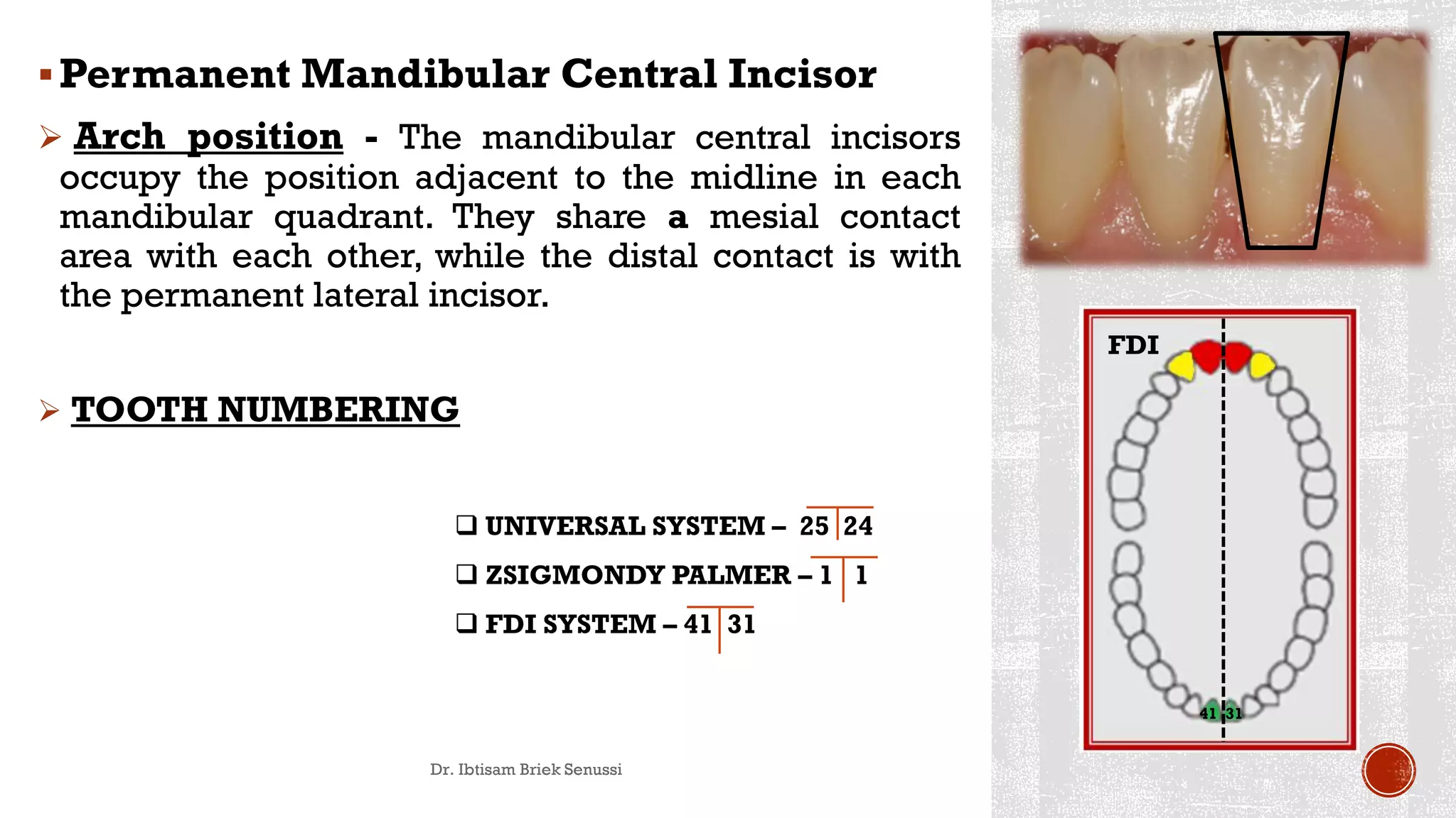 The mandibular incisors | PDF