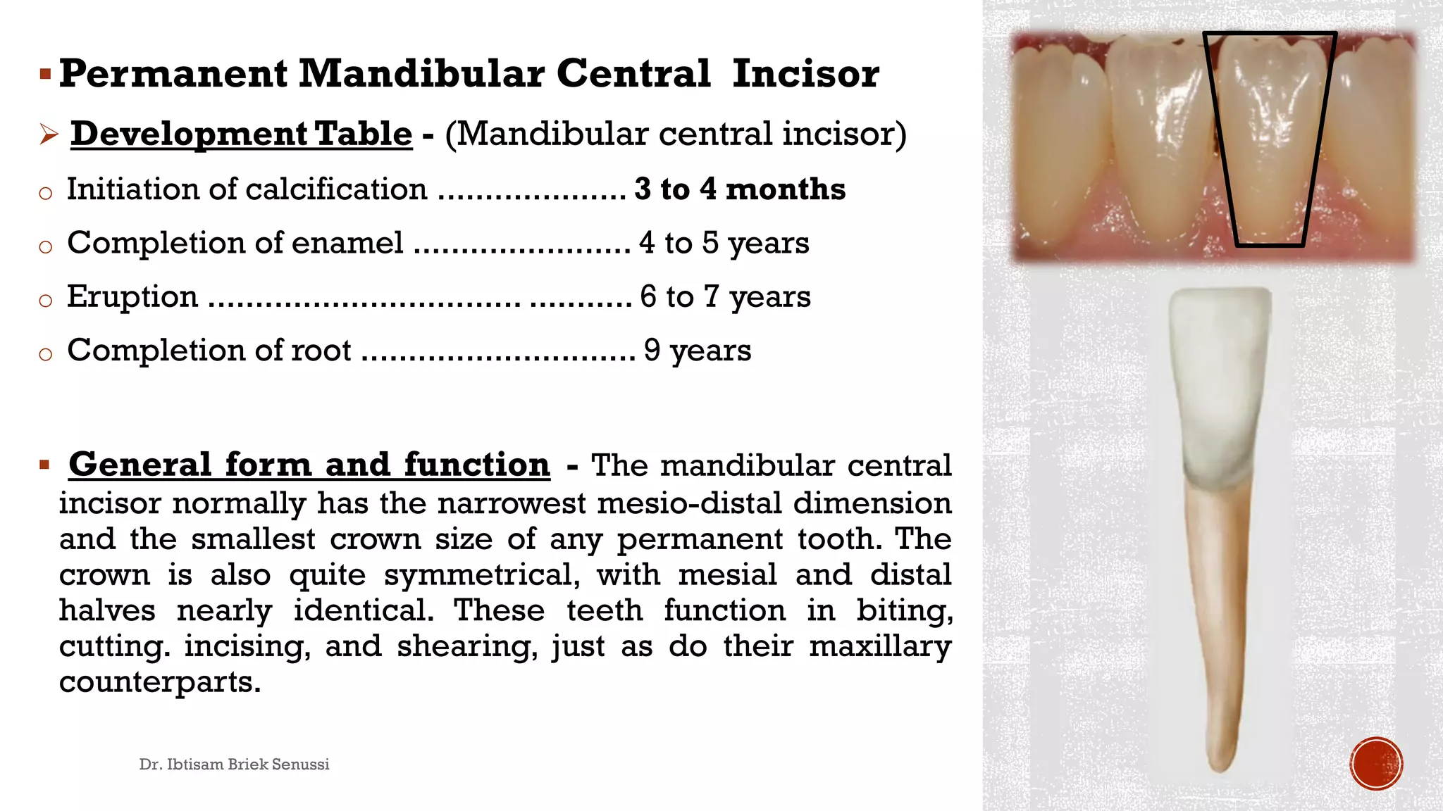 The mandibular incisors | PDF