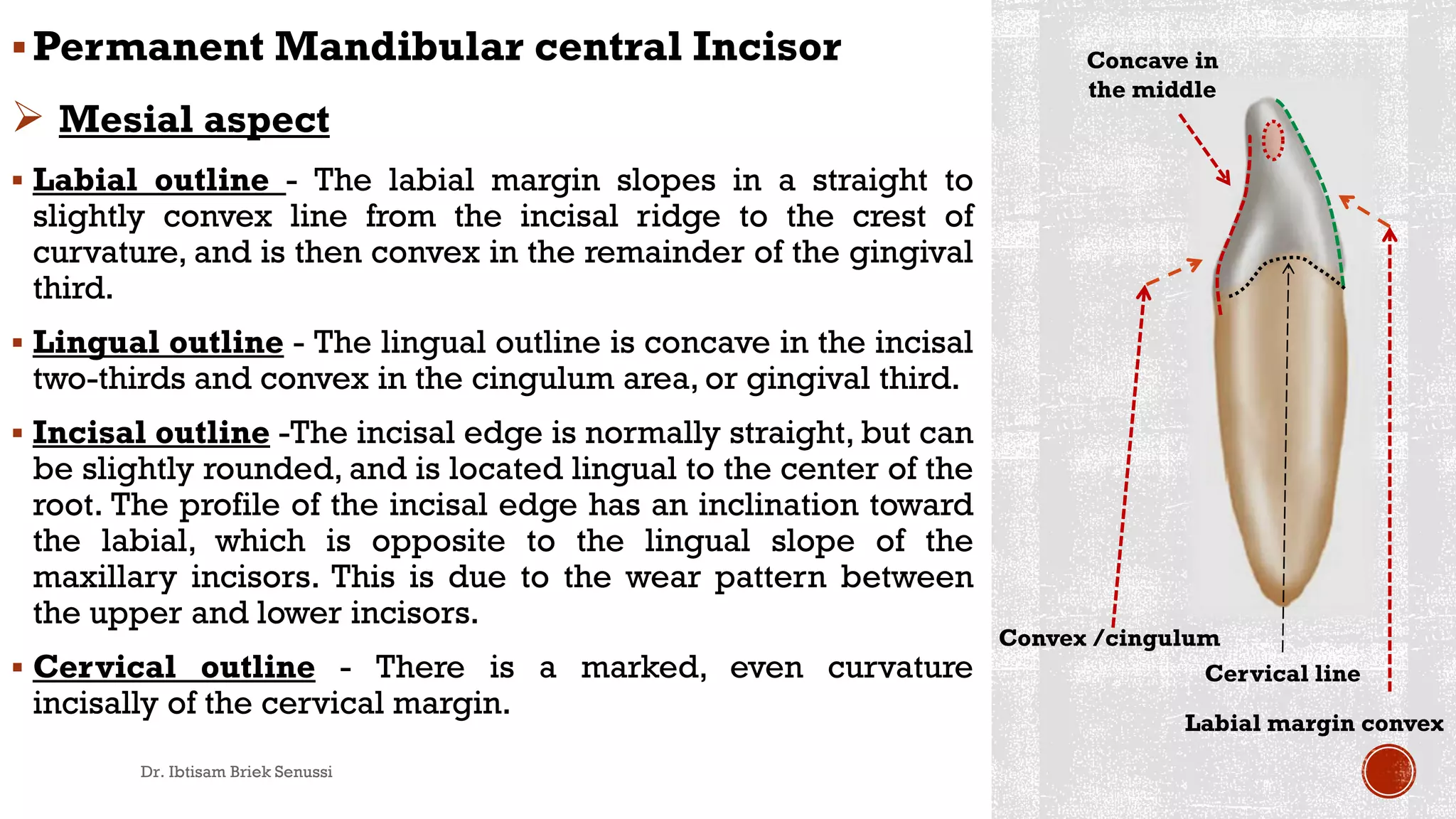 The mandibular incisors | PDF