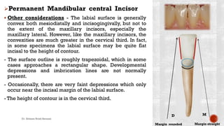 The mandibular incisors | PDF