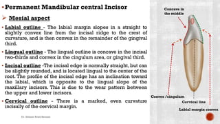 The mandibular incisors | PDF