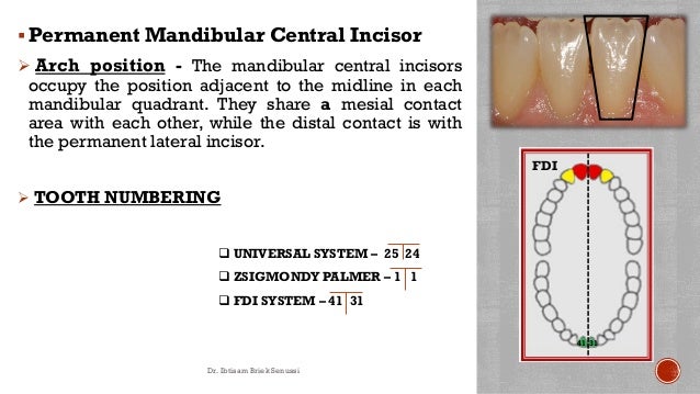 The mandibular incisors