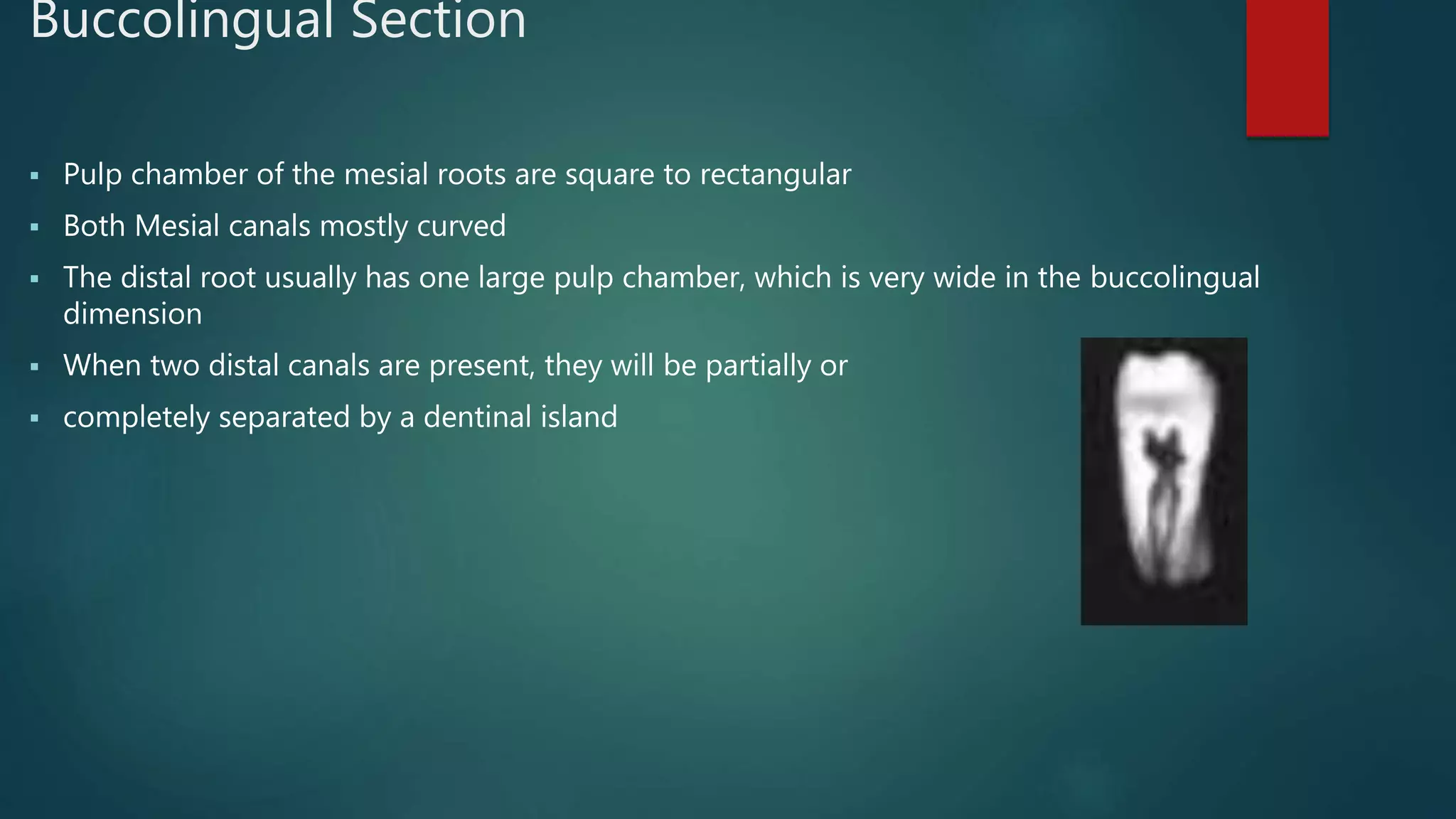Mandibular first molar pulp canal morphology | PPTX