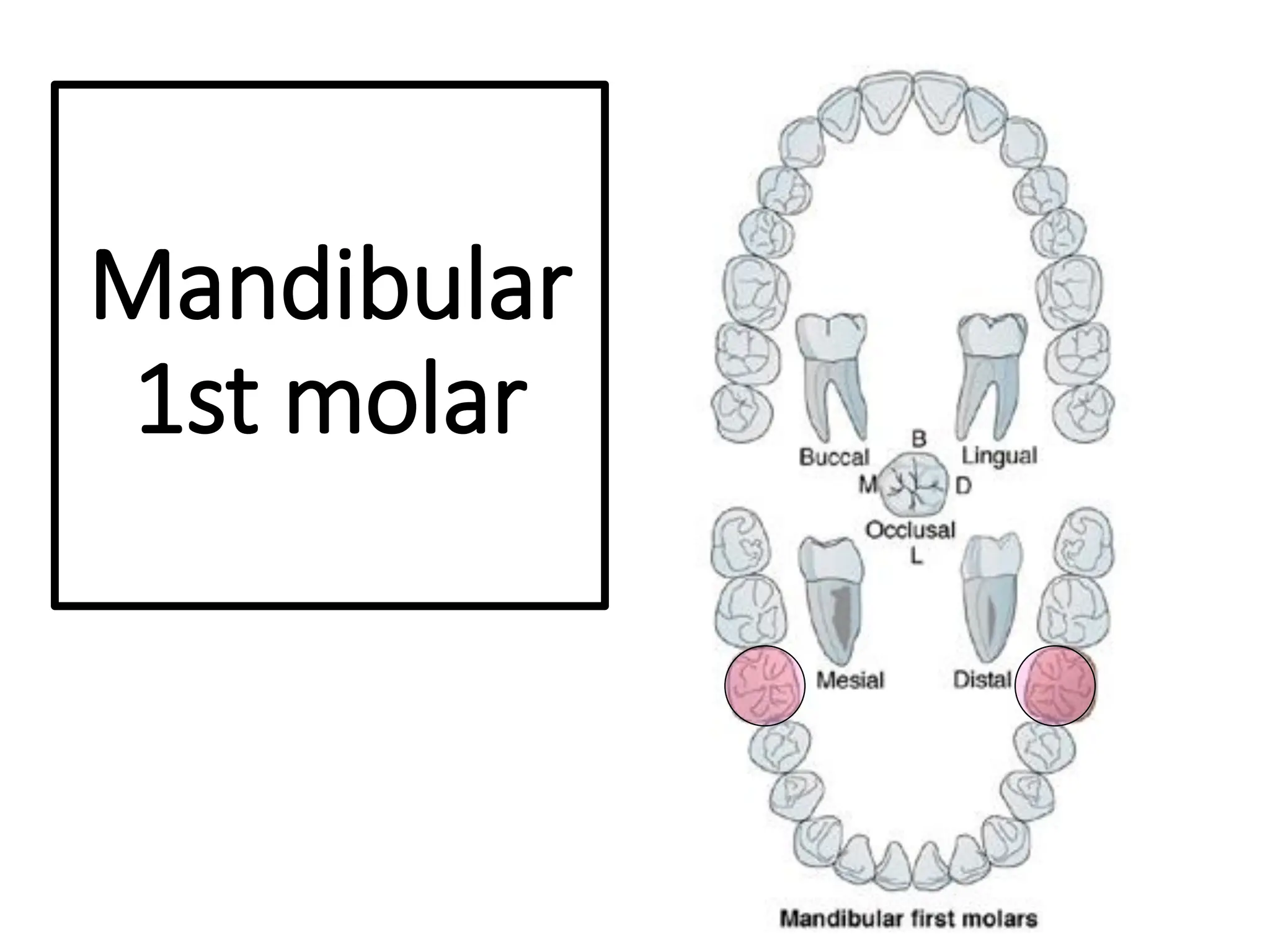 Mandibular Molar Diagram Dental Anatomy Unit 2 Vocabulary Flashcards