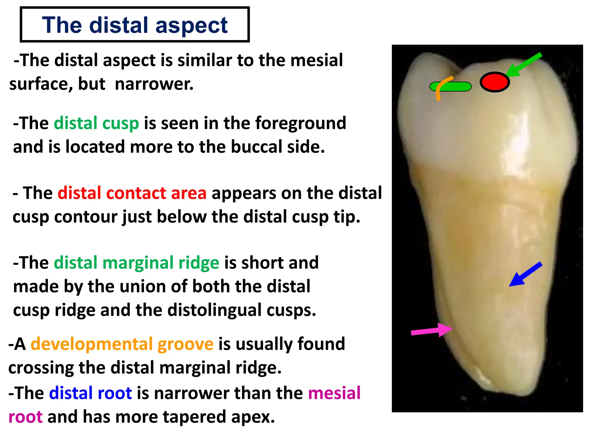 MANDIBULAR first molars. (1) (1) (1).pdf