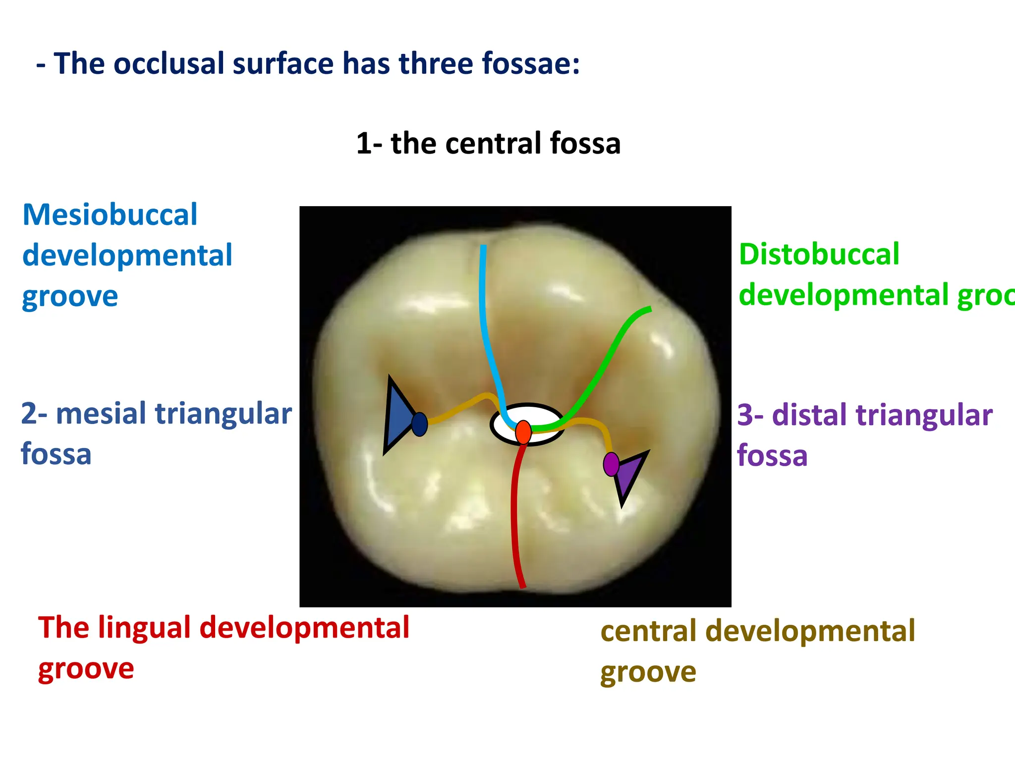 MANDIBULAR first molars. (1) (1) (1).pdf