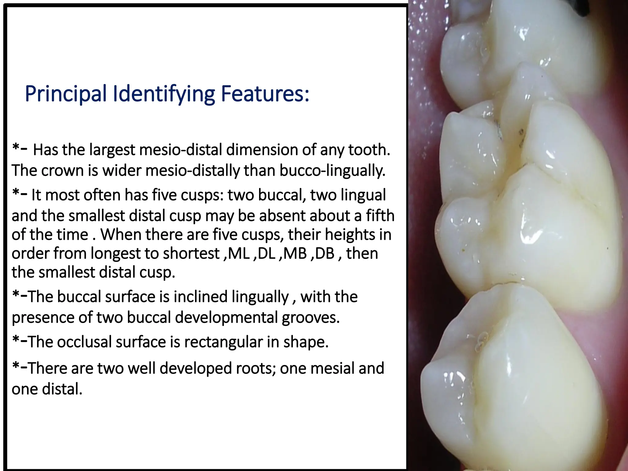MANDIBULAR first molars. (1) (1) (1).pdf