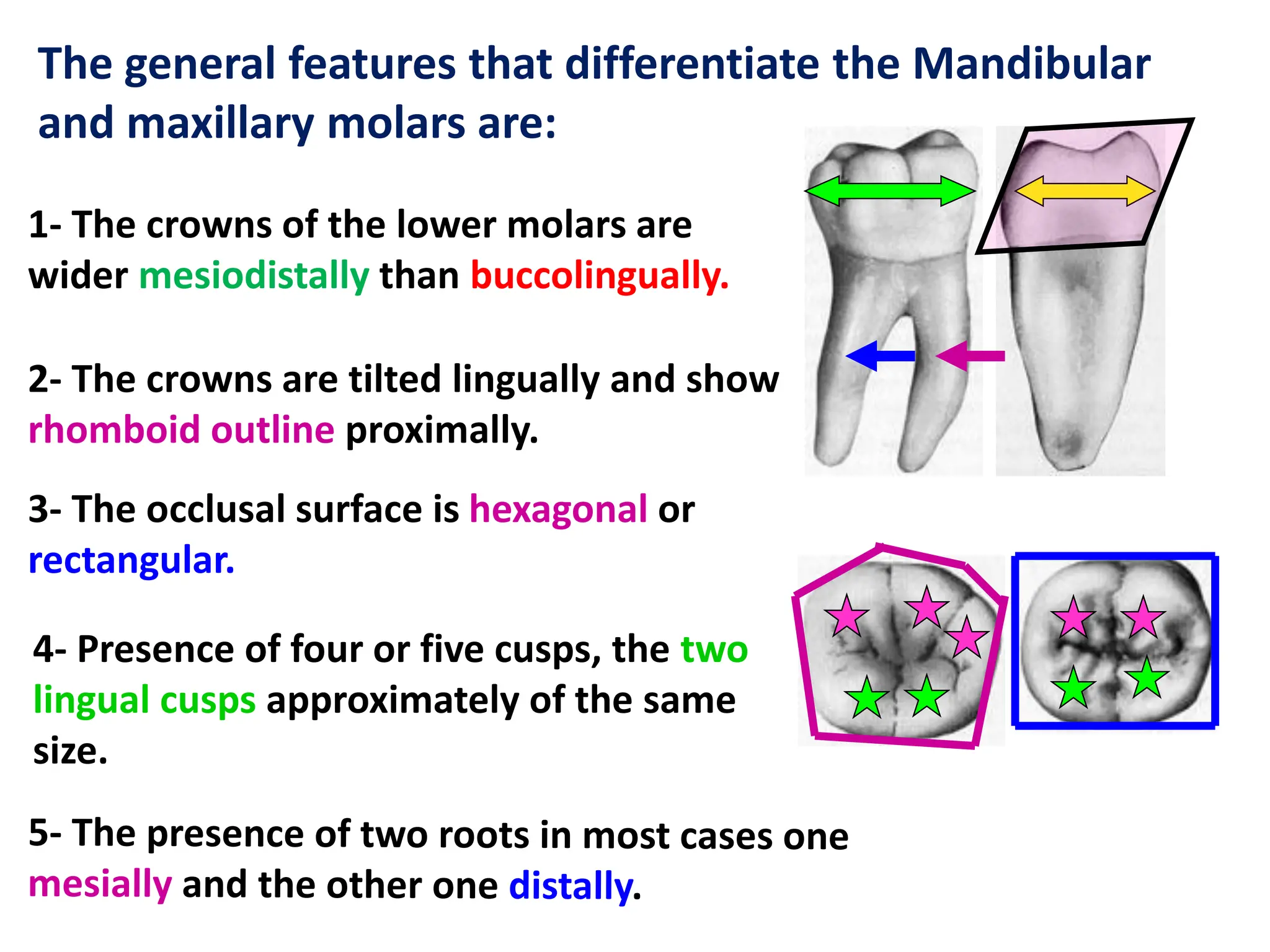 MANDIBULAR first molars. (1) (1) (1).pdf