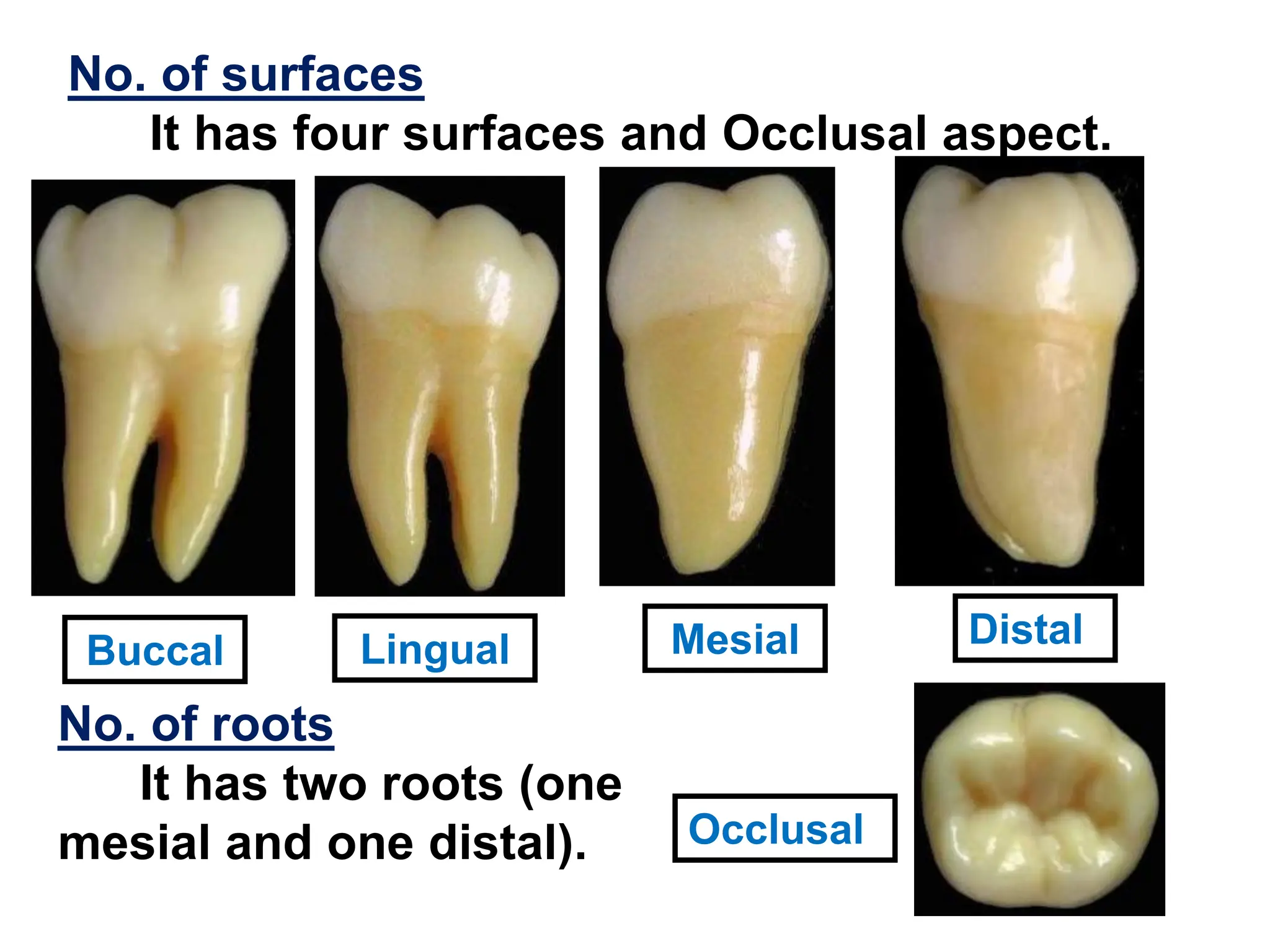 MANDIBULAR first molars. (1) (1) (1).pdf