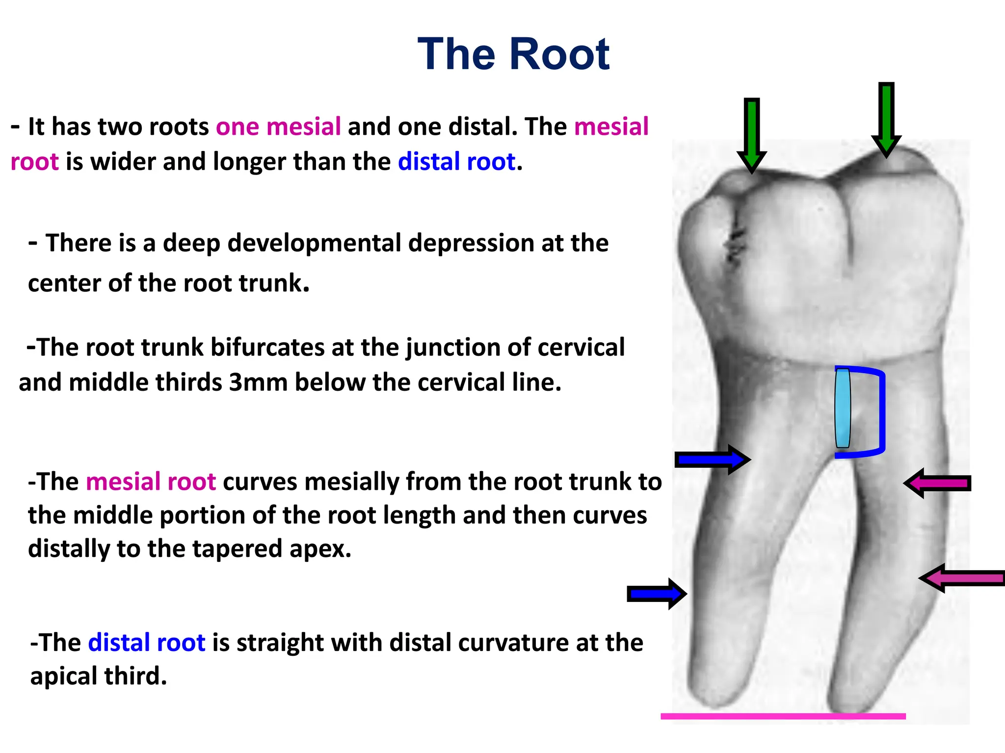 MANDIBULAR first molars. (1) (1) (1).pdf