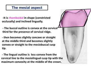 MANDIBULAR first molars. (1) (1) (1).pdf