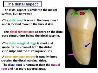 MANDIBULAR first molars. (1) (1) (1).pdf