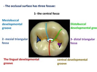 MANDIBULAR first molars. (1) (1) (1).pdf