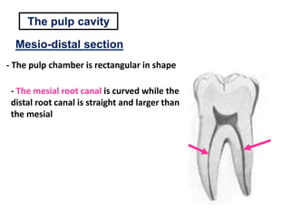 MANDIBULAR first molars. (1) (1) (1).pdf