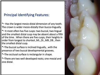 MANDIBULAR first molars. (1) (1) (1).pdf