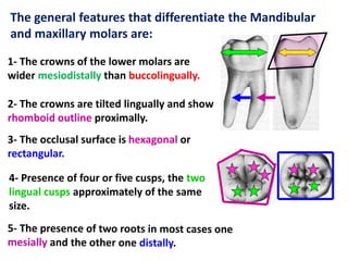 MANDIBULAR first molars. (1) (1) (1).pdf