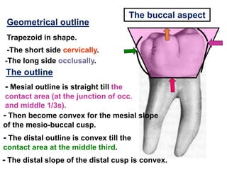 MANDIBULAR first molars. (1) (1) (1).pdf