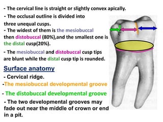 MANDIBULAR first molars. (1) (1) (1).pdf
