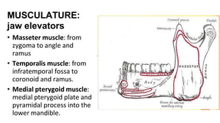 mandibular fracture OF FACE IN HUMANS BY DOCTOERS ASSOIATION IN ...