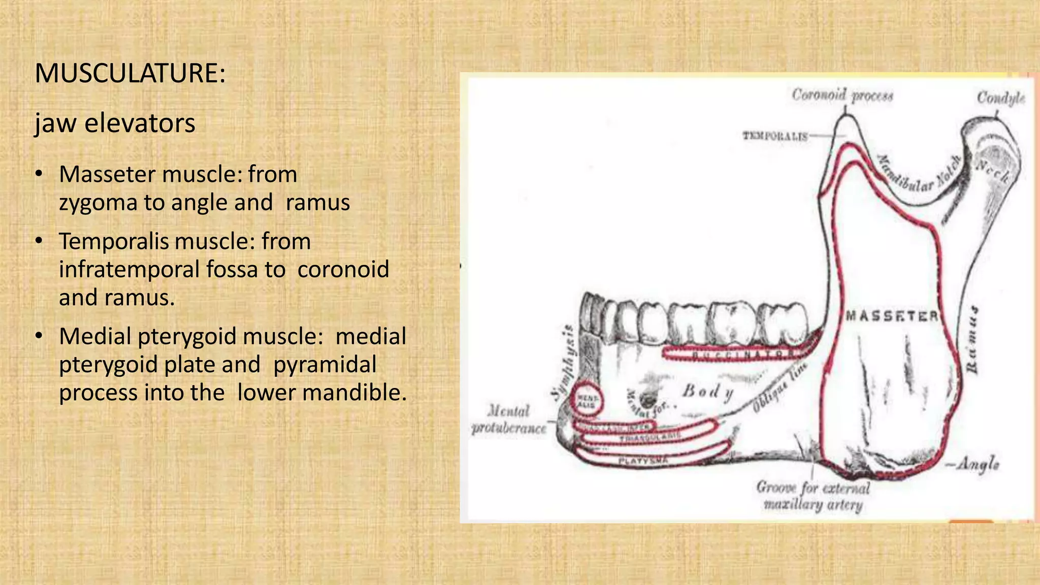 Mandibular Fracture Closed Reduction Ppt