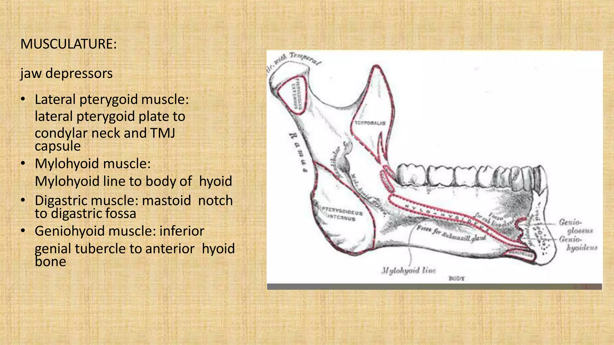 Mandibular Fracture Closed Reduction Ppt