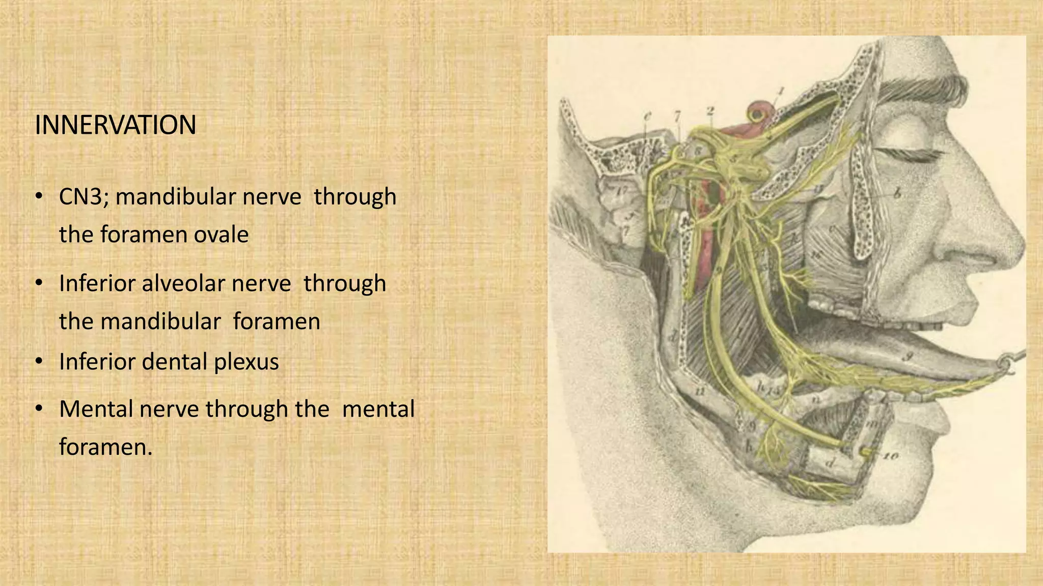 Mandibular Fracture Closed Reduction Ppt