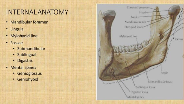Mandibular fracture closed reduction | PPT | Free Download