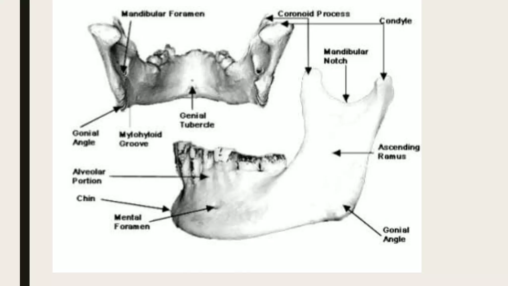Mandibular growth | PPTX