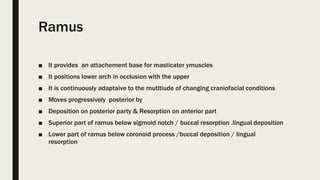 Mandibular growth | PPTX