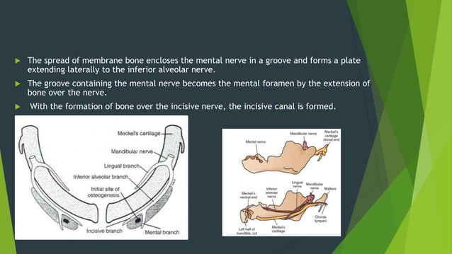 PRE AND POST NATAL GROWTH OF MANDIBLE | PPTX | Bone and Joint ...