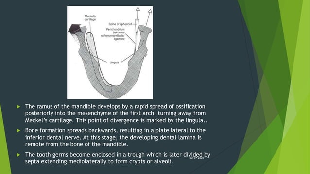 PRE AND POST NATAL GROWTH OF MANDIBLE | PPTX | Bone and Joint ...