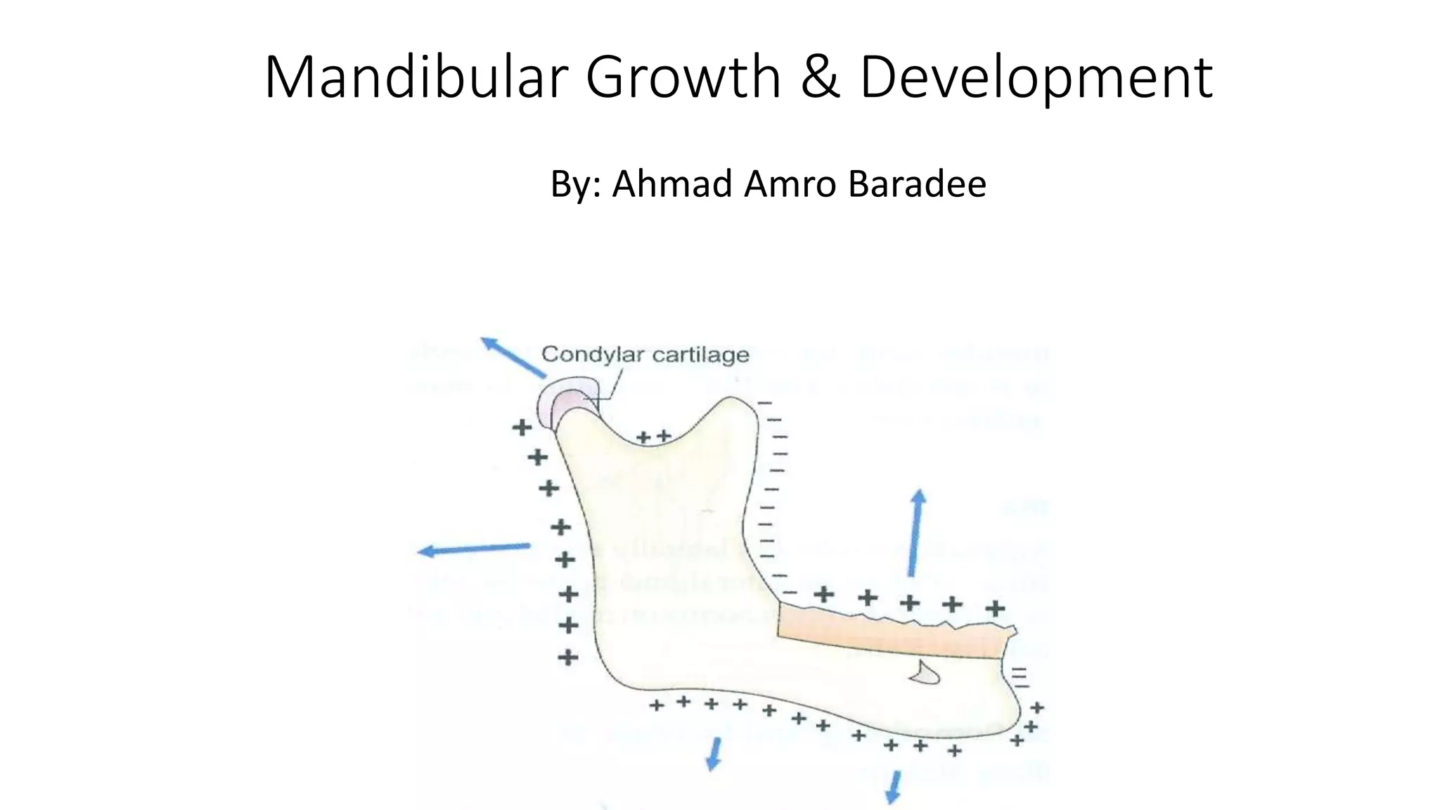 Mandibular growth & development نمو وتطور الفك السفلي | PPT