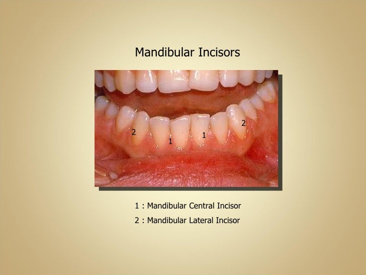 Mandibular Incisors