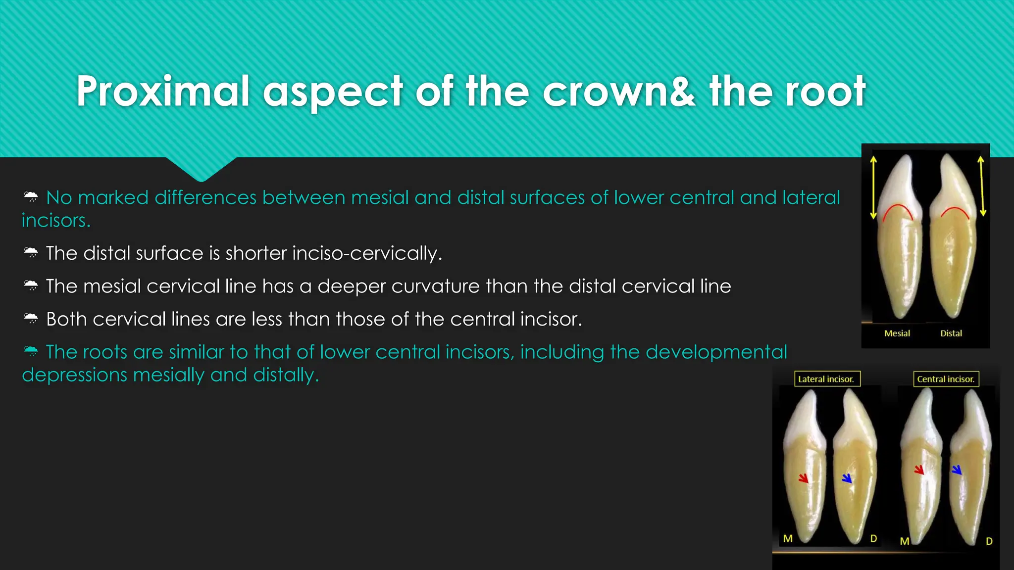 The morphology of permanent mandibular incisors | PPTX