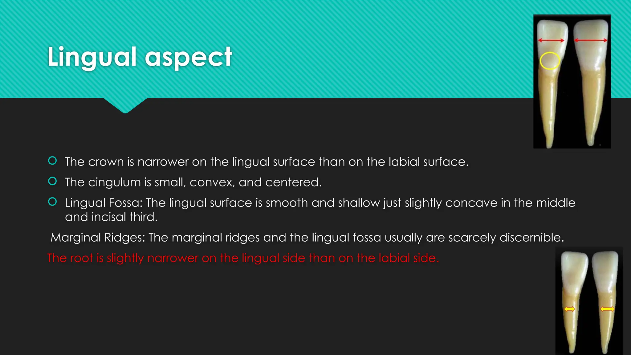 The morphology of permanent mandibular incisors | PPTX