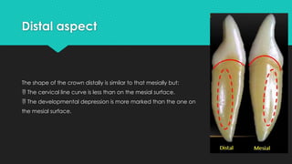 The morphology of permanent mandibular incisors | PPTX