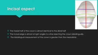 The morphology of permanent mandibular incisors | PPTX