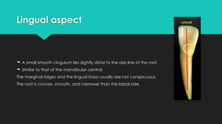 The morphology of permanent mandibular incisors | PPTX