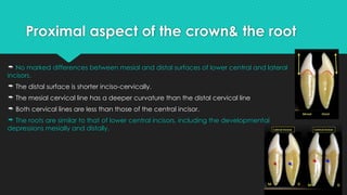 The morphology of permanent mandibular incisors | PPTX