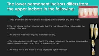 The morphology of permanent mandibular incisors | PPTX