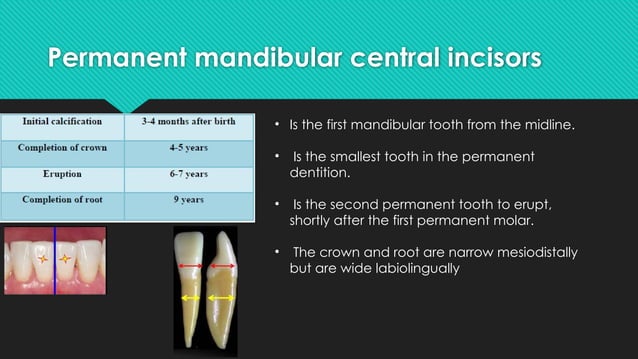 The morphology of permanent mandibular incisors | PPTX