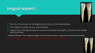 The morphology of permanent mandibular incisors | PPTX