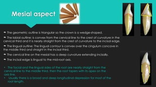 The morphology of permanent mandibular incisors | PPTX