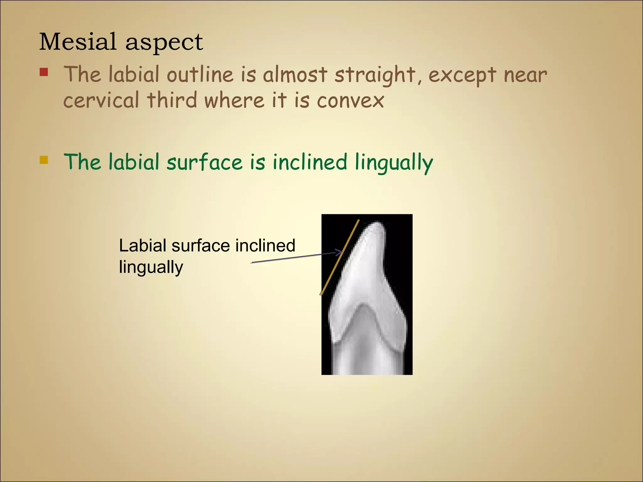 morphology of mandibular central and lateral incisors teeth | PPT