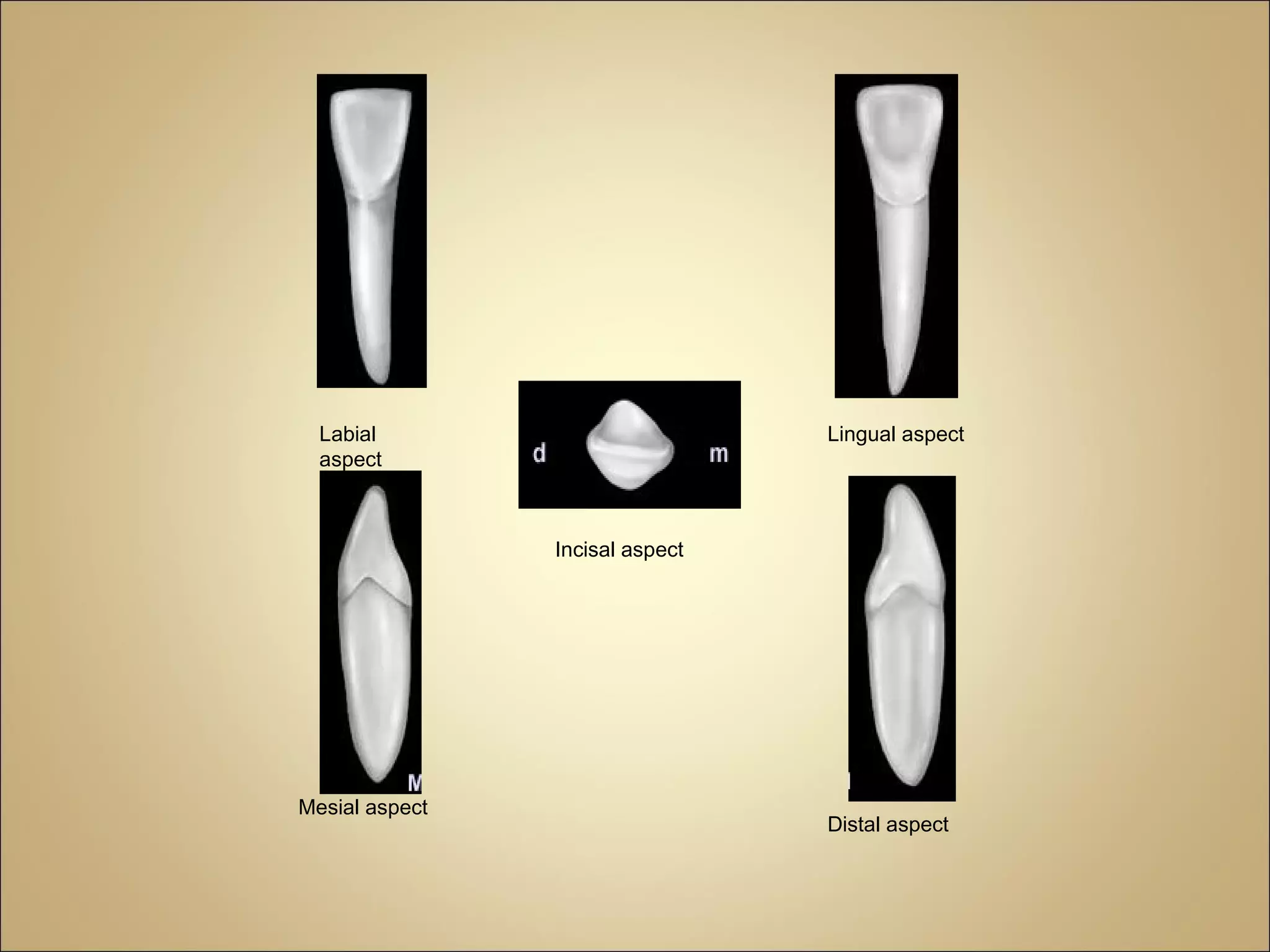 morphology of mandibular central and lateral incisors teeth | PPT