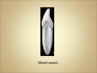 morphology of mandibular central and lateral incisors teeth | PPT