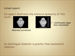 morphology of mandibular central and lateral incisors teeth | PPT