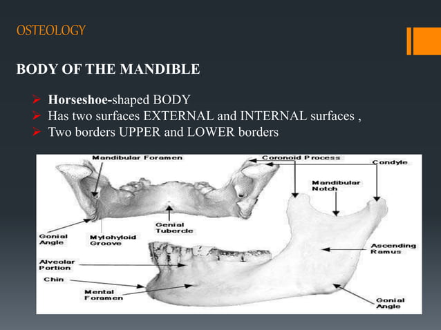 Pattern of Mandibular invasion | PPTX | Ear, Nose and Throat Conditions ...