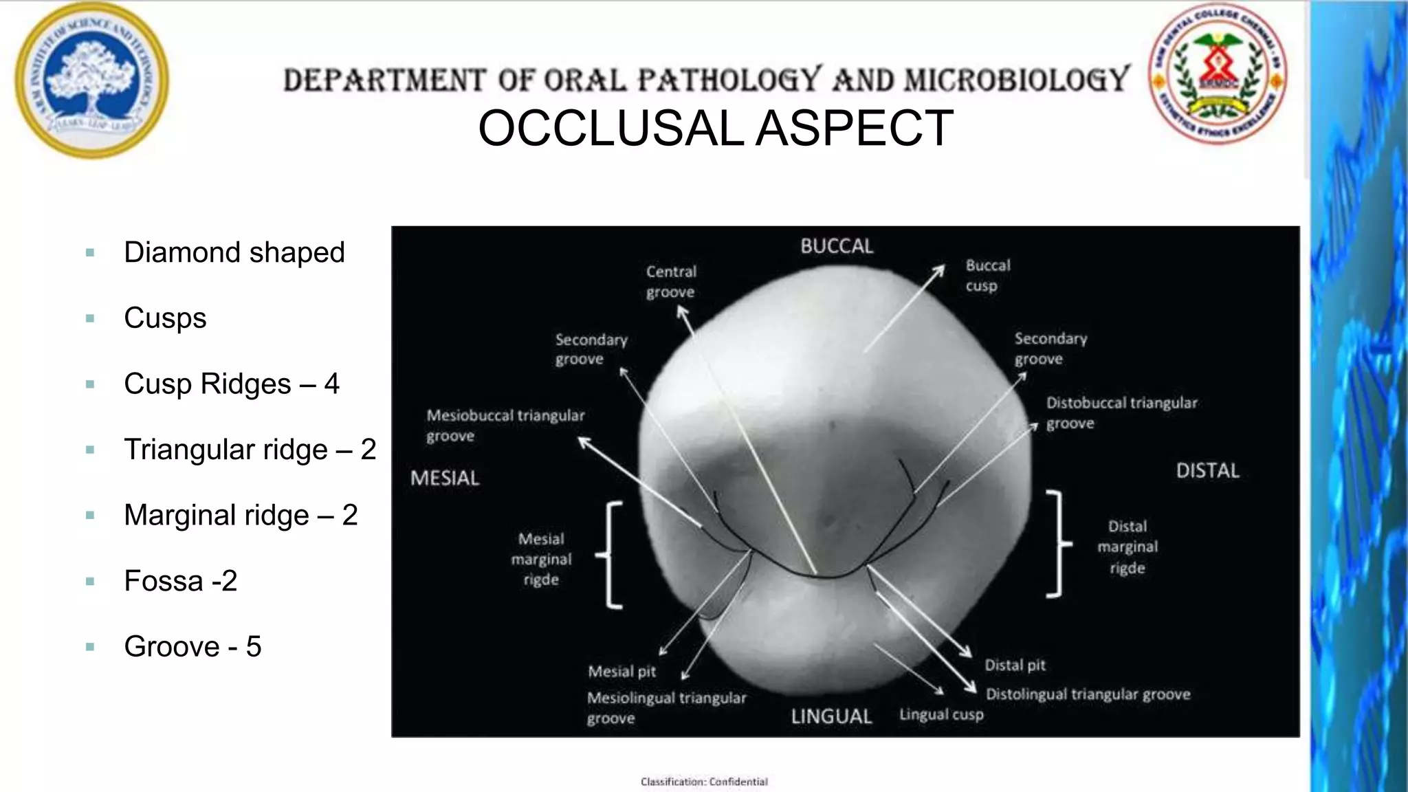 Mandibular I premolar | PPT