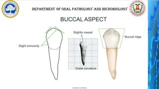 Mandibular I premolar | PPT